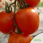 Soilless Farm Lab – Soilless Farming | Hydroponics | Aeroponics ...