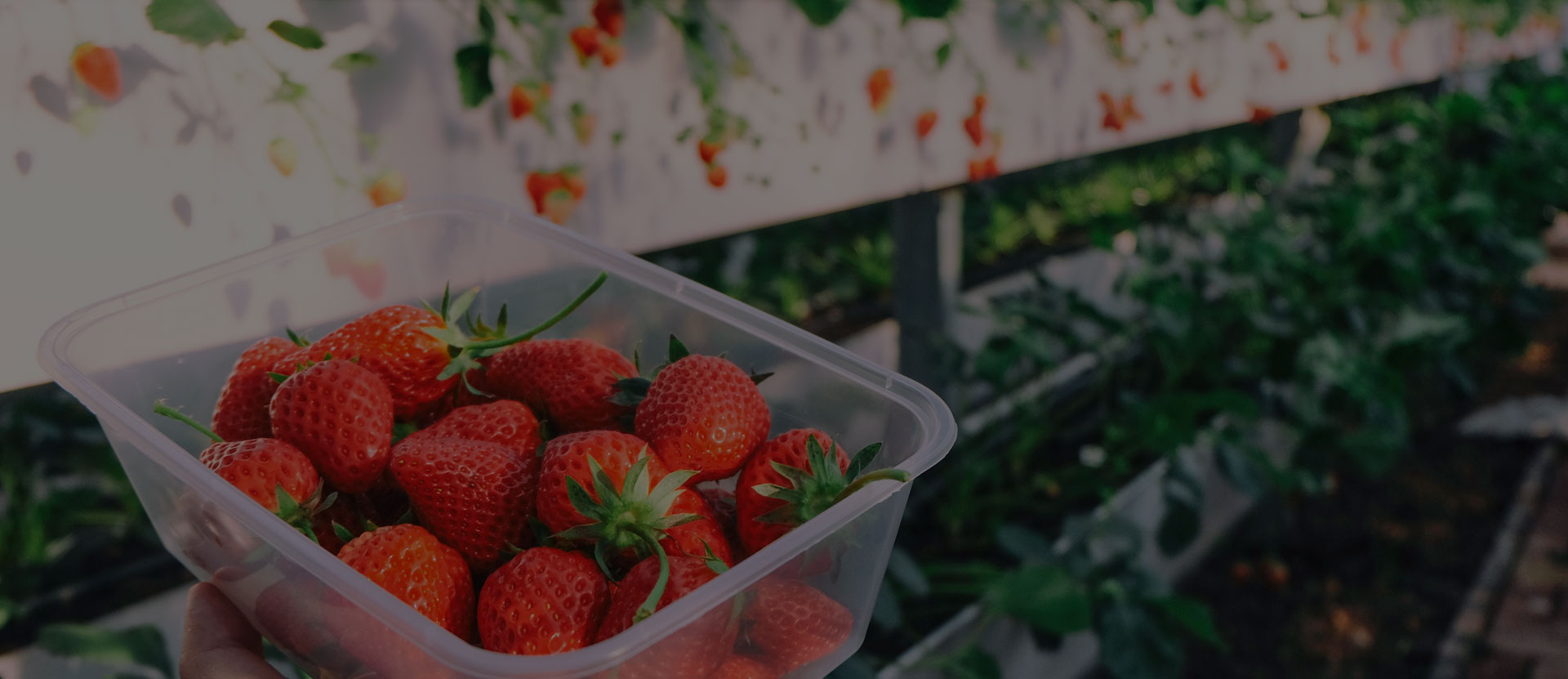 Soilless Farm Lab – Soilless Farming | Hydroponics | Aeroponics ...