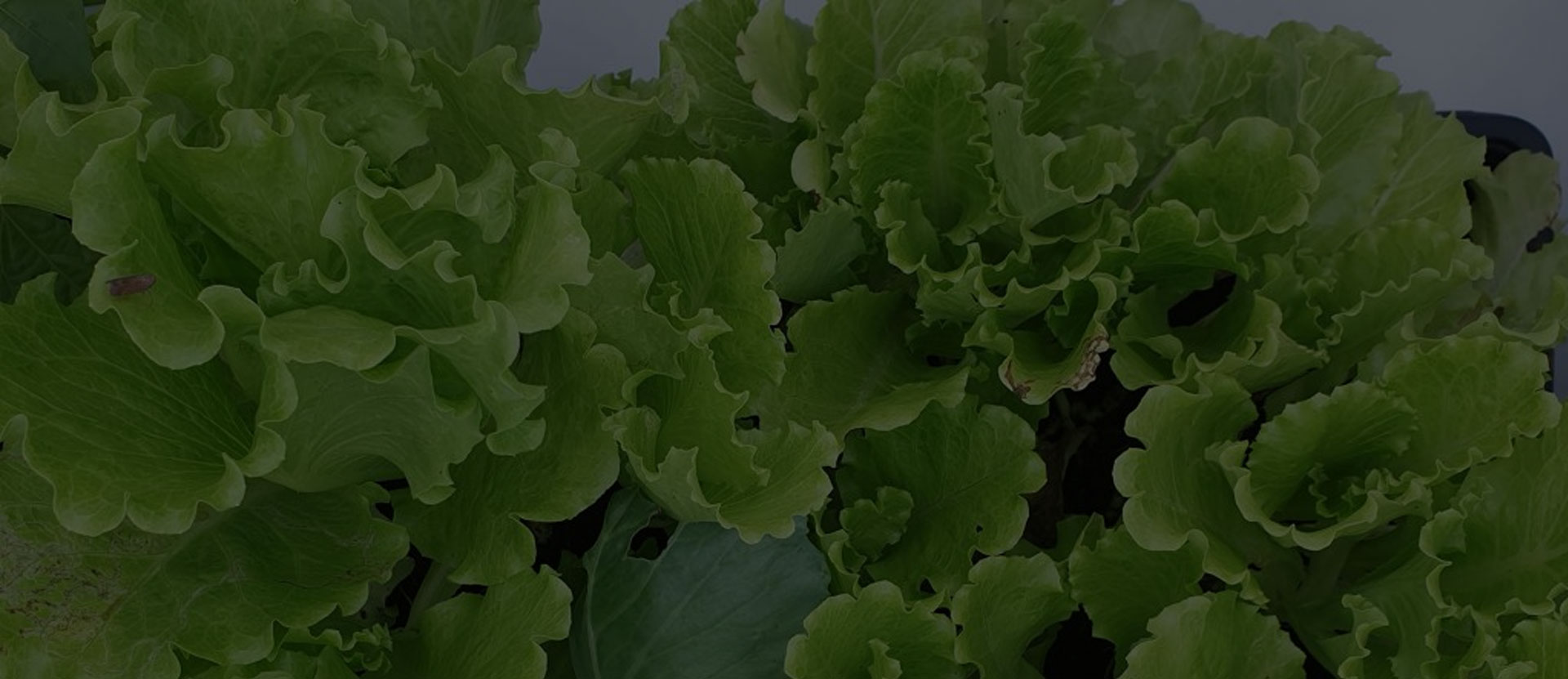 Soilless Farm Lab – Soilless Farming | Hydroponics | Aeroponics ...