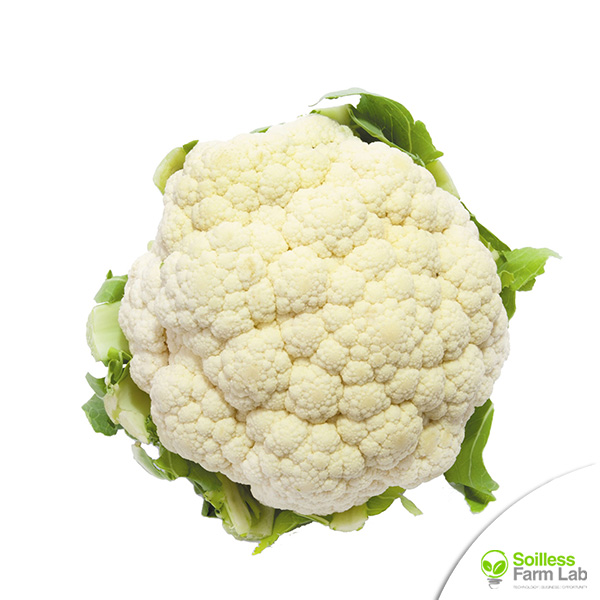 Soilless Farm Lab – Soilless Farming | Hydroponics | Aeroponics ...