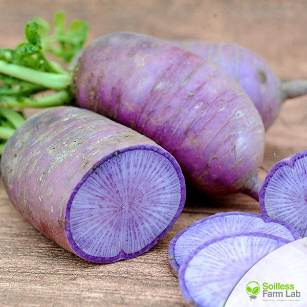 Soilless Farm Lab – Soilless Farming | Hydroponics | Aeroponics ...