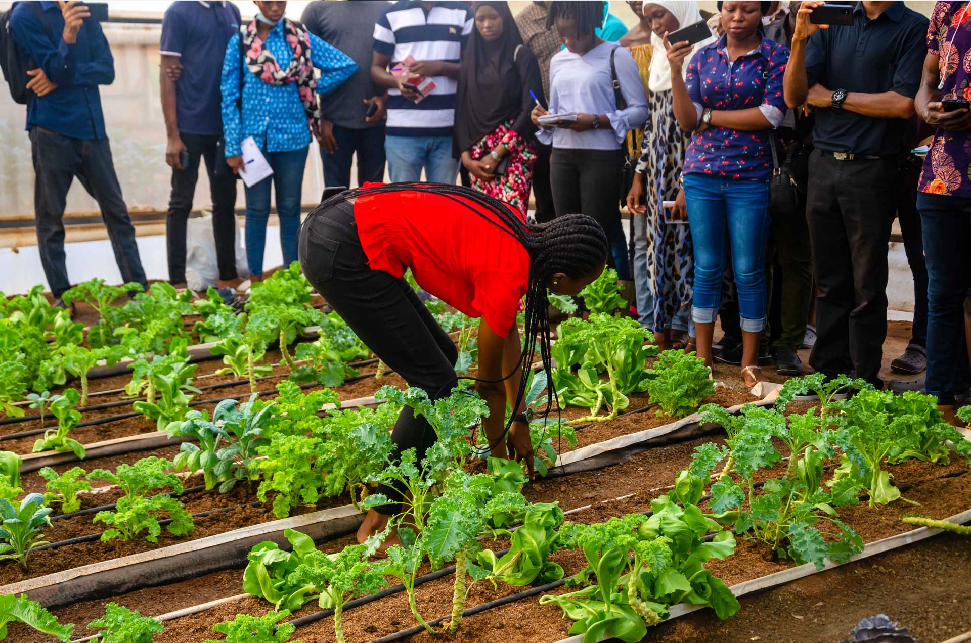 WORK and LEARN – Soilless Farm Lab