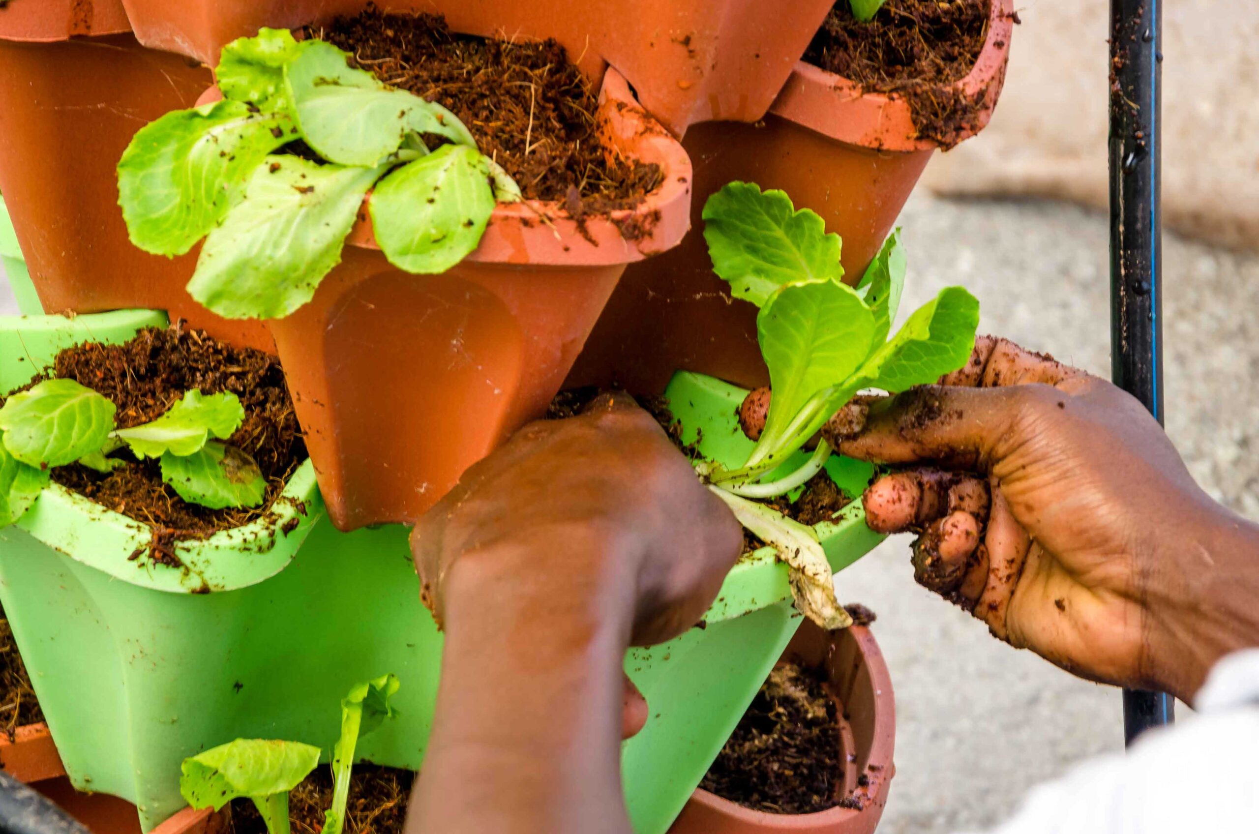Gallery – Soilless Farm Lab