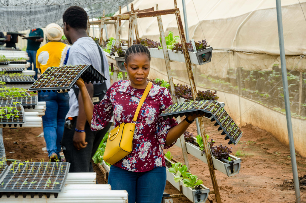 Gallery – Soilless Farm Lab