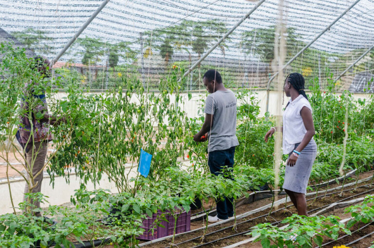 Gallery – Soilless Farm Lab