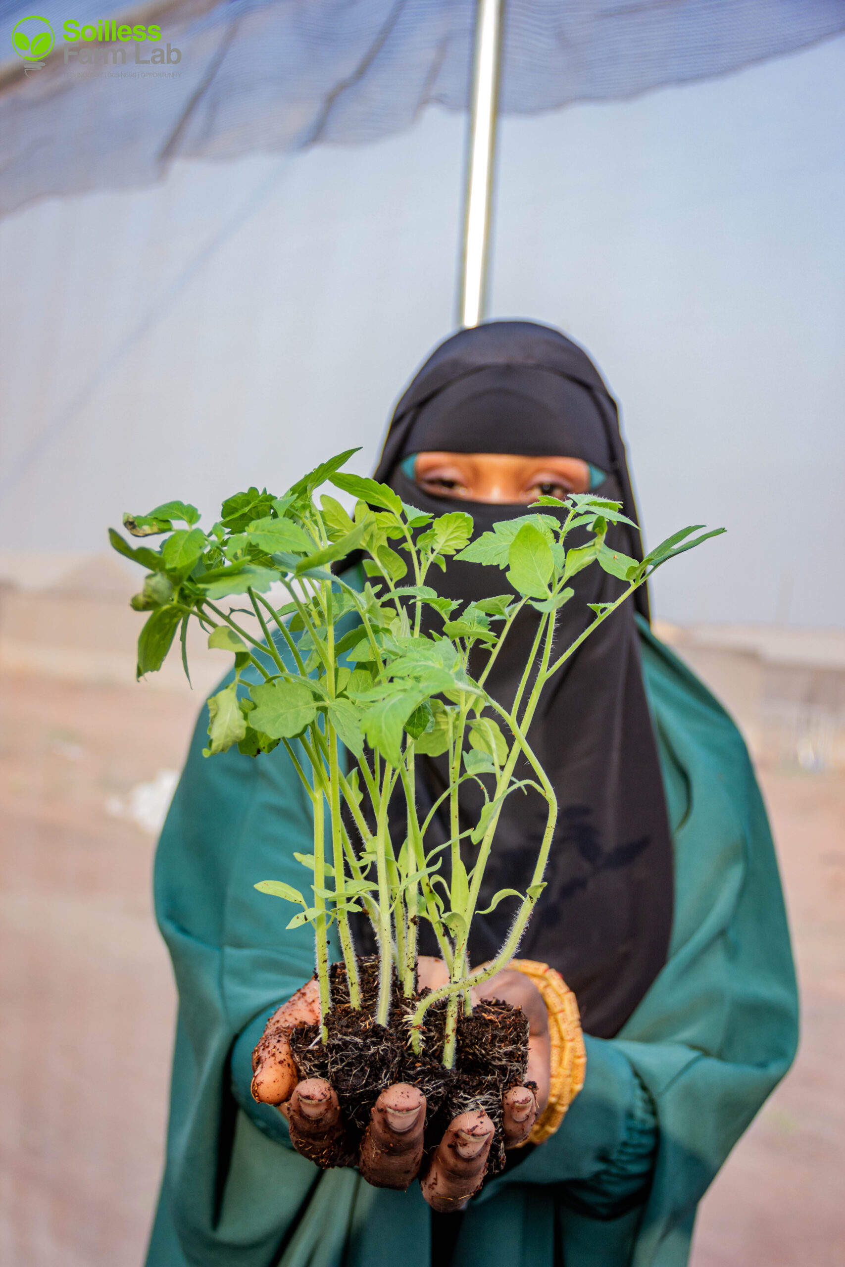 Soilless Farm Lab – Soilless Farming | Hydroponics | Aeroponics ...