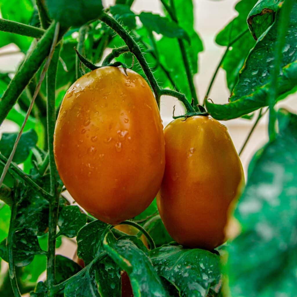 Soilless Farm Lab – Soilless Farming | Hydroponics | Aeroponics ...